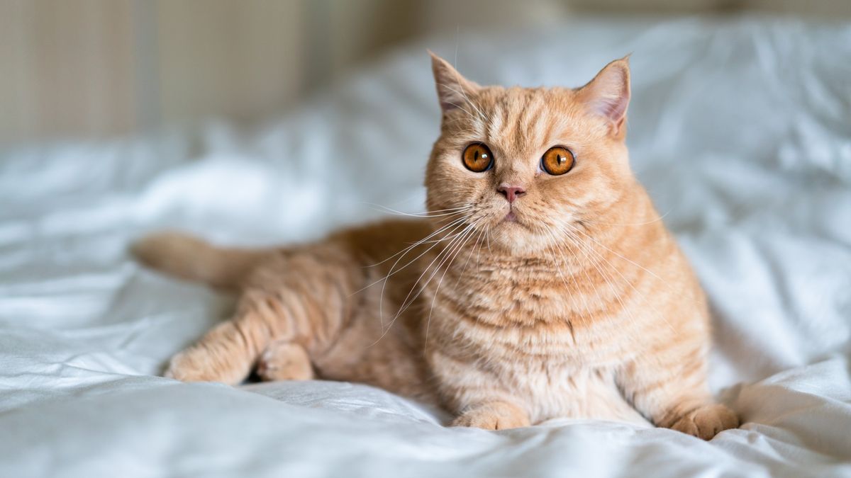 32 high energy cat breeds that will want to play with you | PetsRadar