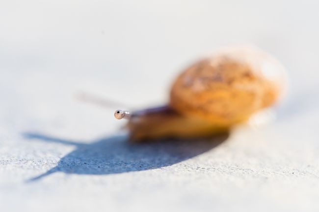 Canon School: Master macro photography with your Canon camera | Digital ...