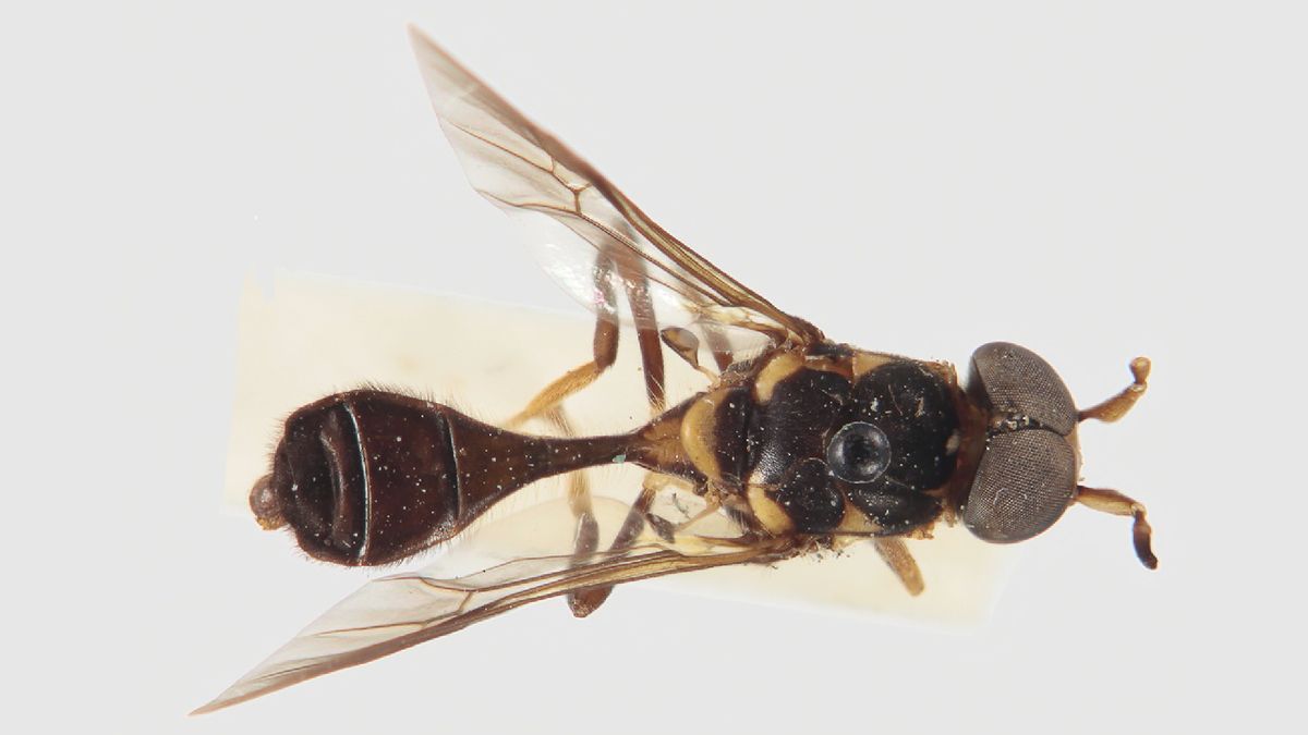 20 of the best named animal species on Earth, from Boops boop to Agra ...