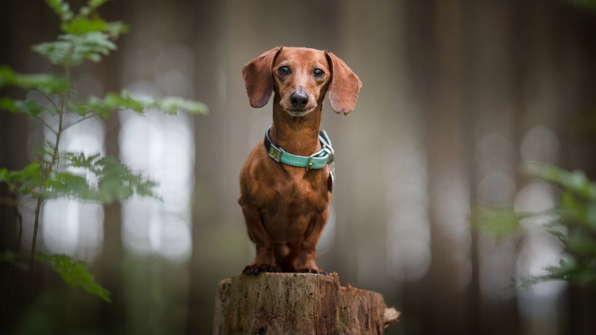 32 things you’ll only know if you’re a dachshund owner | PetsRadar