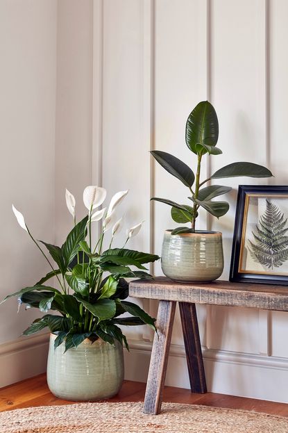 'They make you hopeful' - 5 relaxing plants for your bedroom | Livingetc