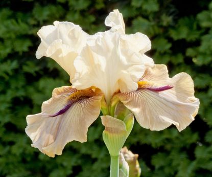 Best bearded iris varieties: 12 stunning types to try | Homes and Gardens
