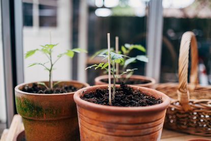 8-step guide to growing tomatoes in pots, with expert advice | Livingetc