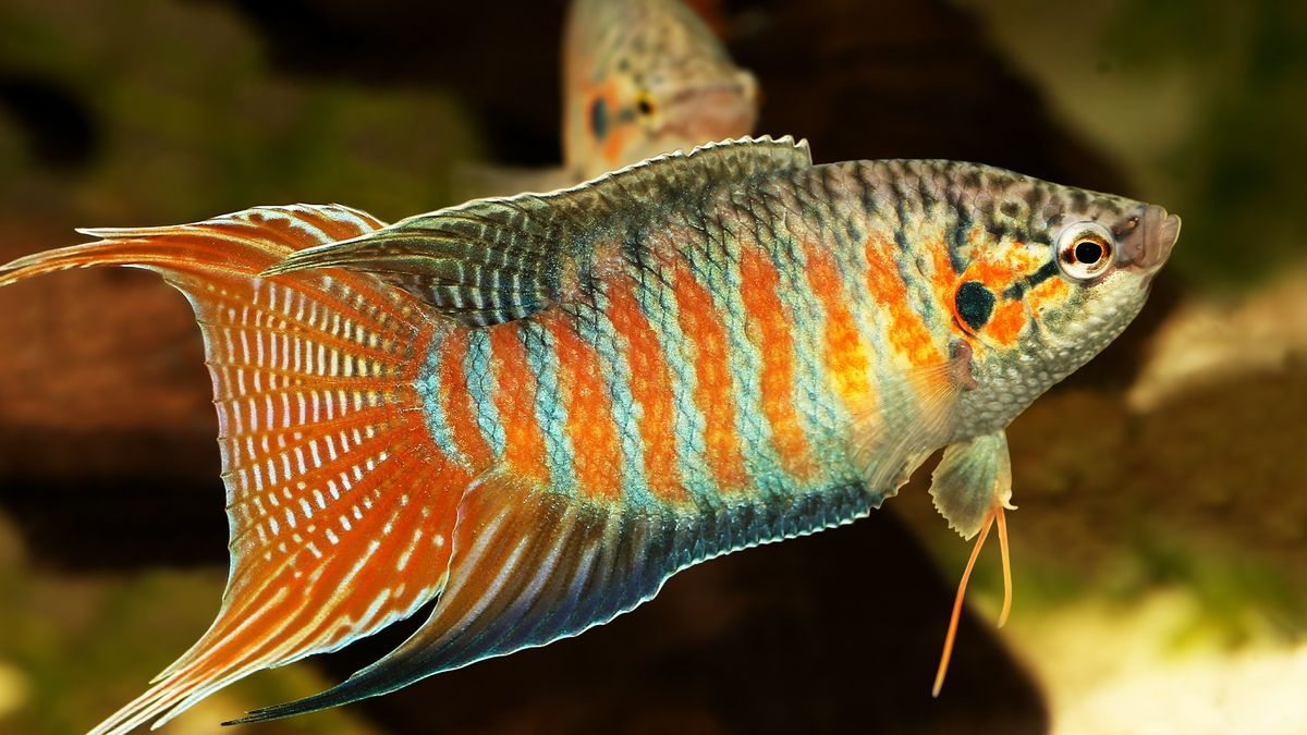 10 colorful tropical fish to brighten your tank | PetsRadar