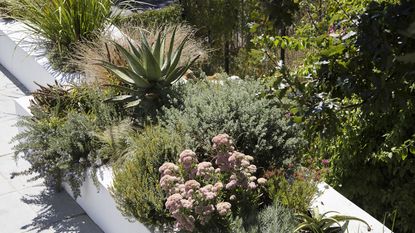 Neighbor's tree blocking sunlight? Here's what to do | Homes and Gardens