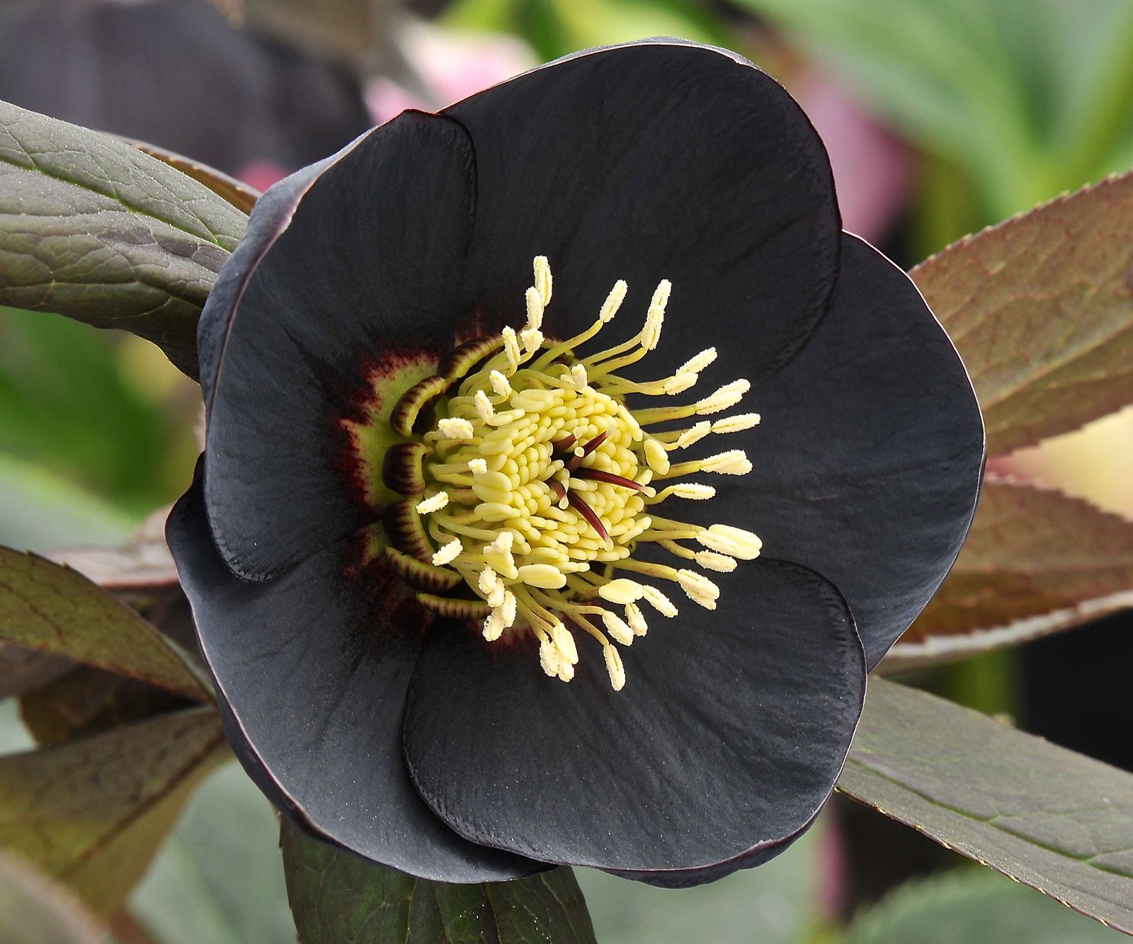Hellebore varieties: 10 stunning types to grow | Homes and Gardens