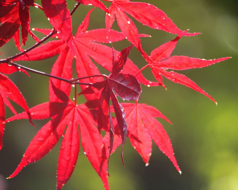 10 trees with red leaves for stunning garden color | Gardeningetc