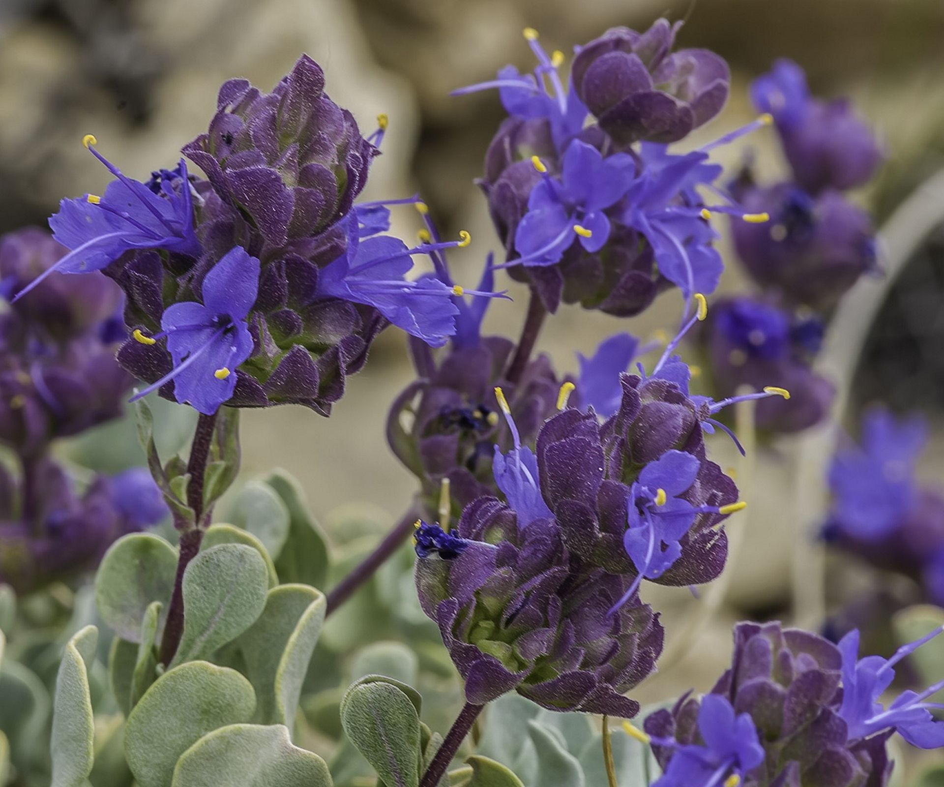 Best desert plants: 6 drought-tolerant shrubs and flowers | Homes and ...