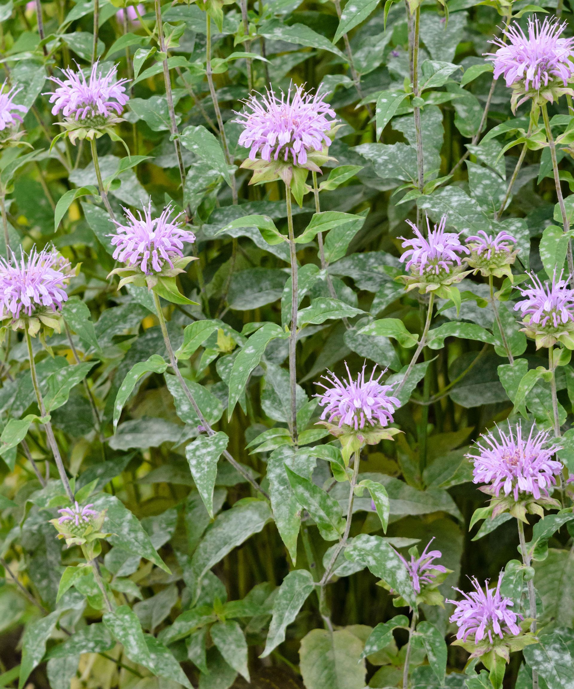 Bee balm care and growing guide: top tips for Monarda | Gardeningetc