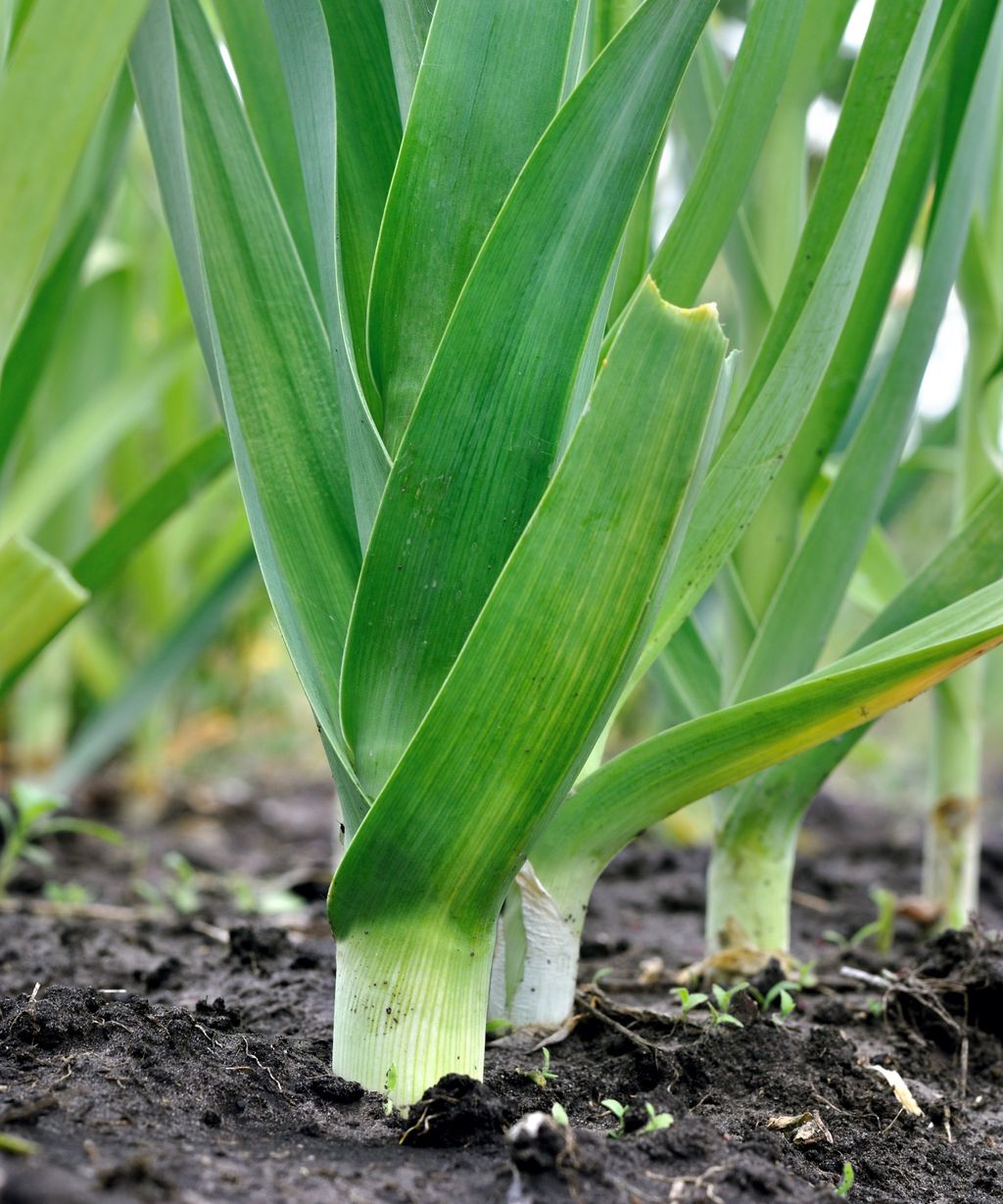 When to fertilize leeks - the time to feed and what to use | Homes and ...