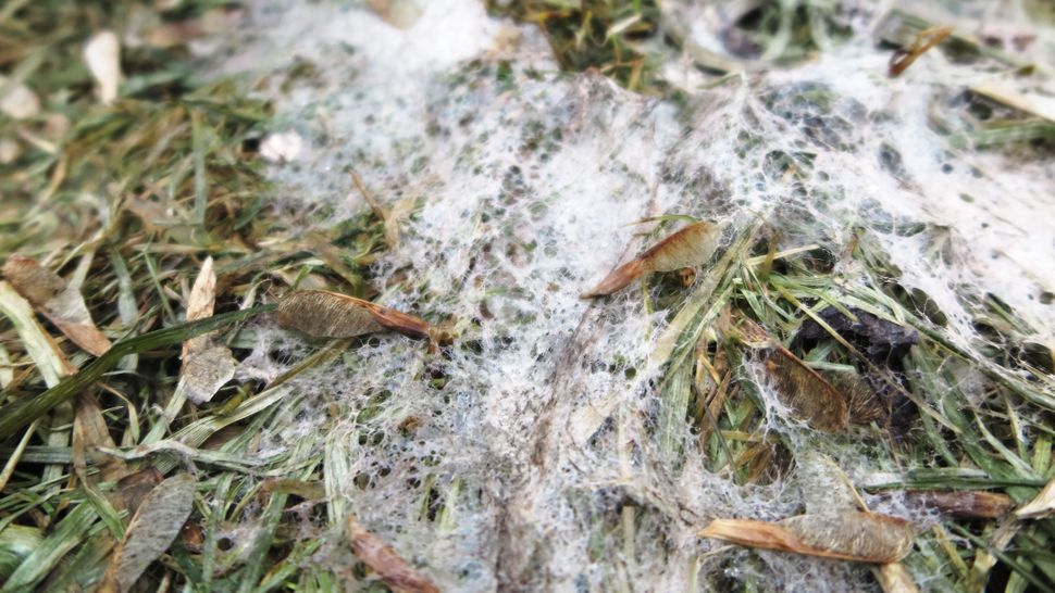 What is snow mold and how can I protect my lawn from it this winter ...