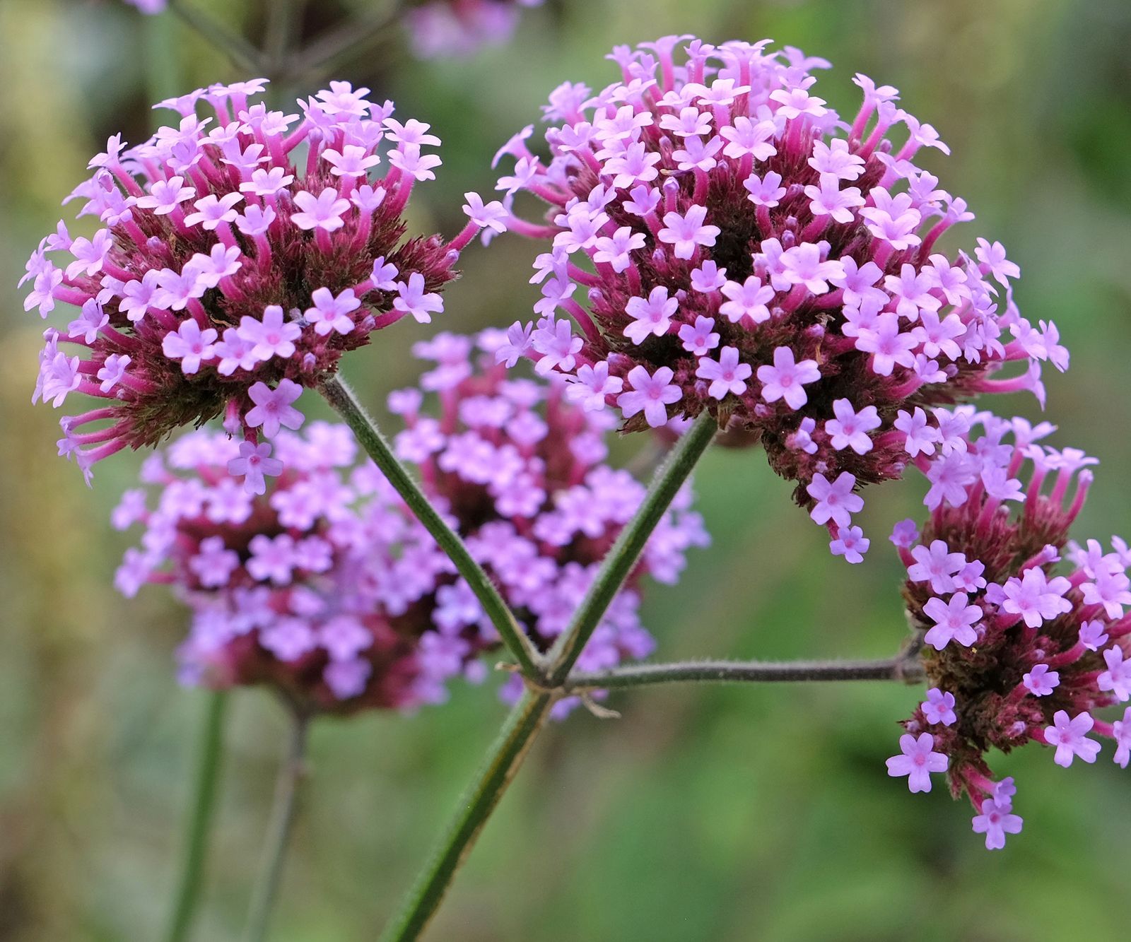 Plants To Propagate In July: Start Next Year’s Garden Now | Gardening ...