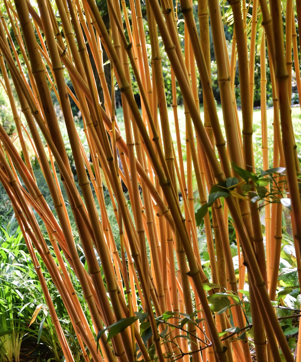 Deer-resistant plants: 10 options to grow in your yard | Gardeningetc