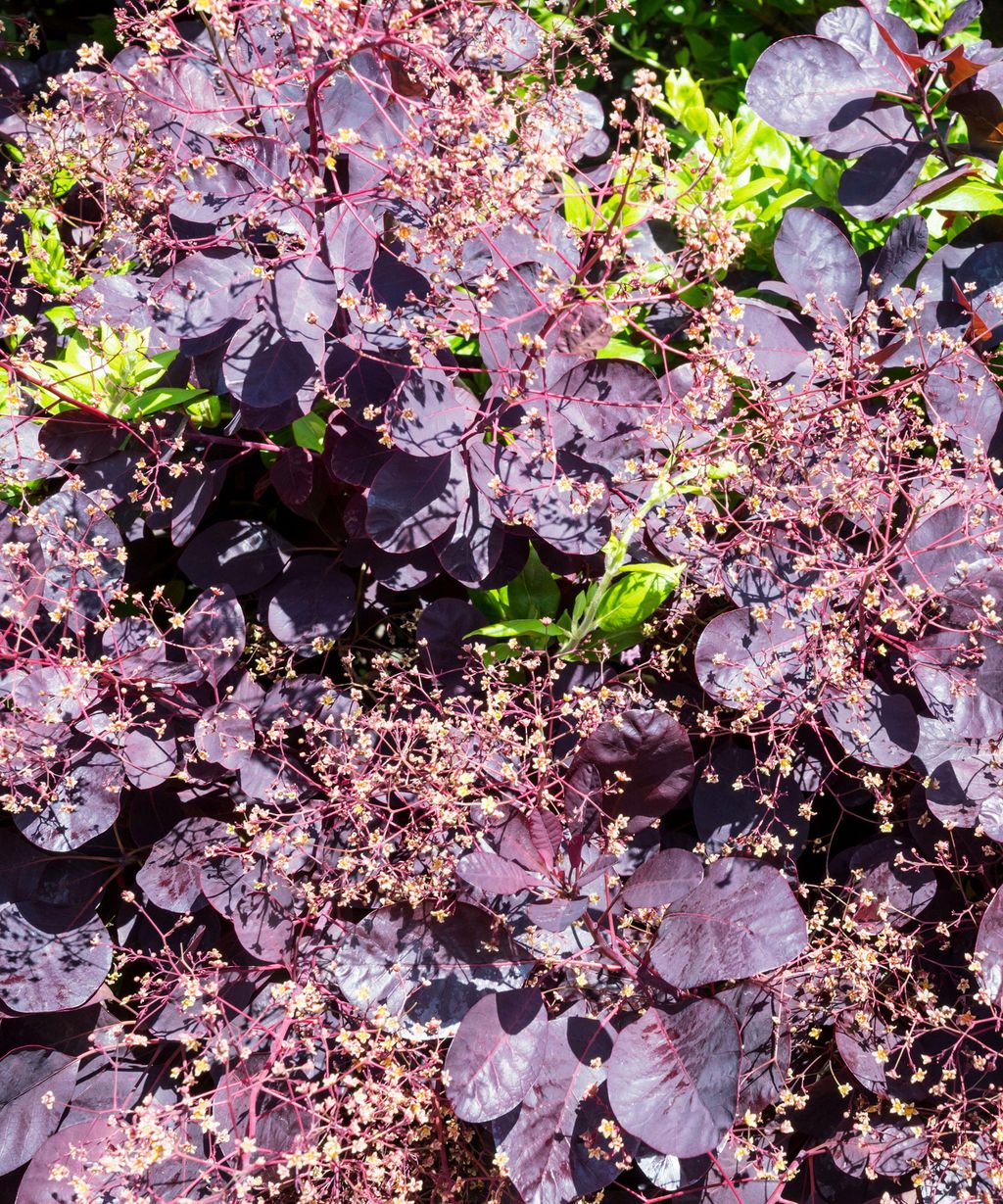How to prune a smoke bush successfully, and when to trim | Homes and ...