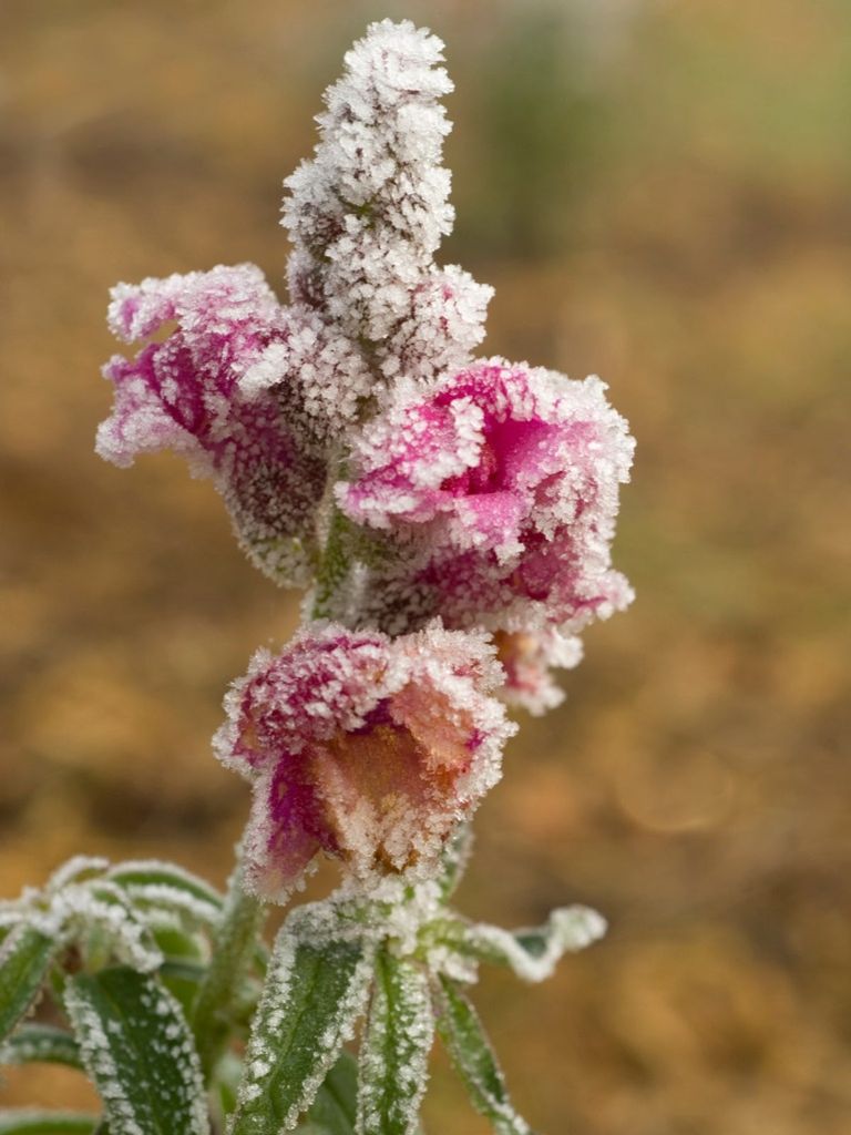 Can Snapdragons Survive Winter: Preparing Snapdragon Plants For Winter ...