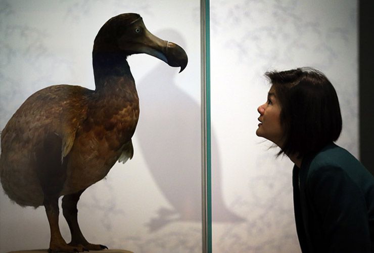 ‘Unsettling’ bid to bring dodo back to life | The Week