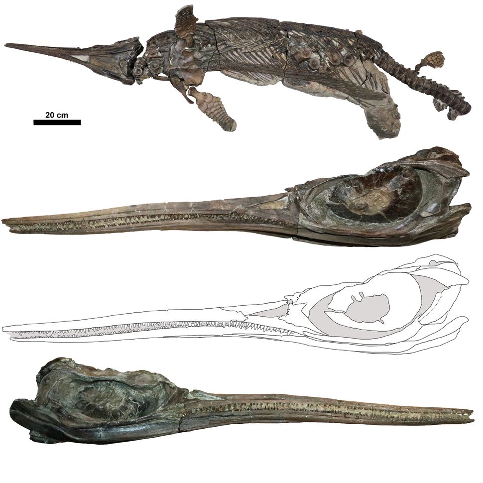 New species of Jurassic 'sword dragon' could help solve an evolutionary ...
