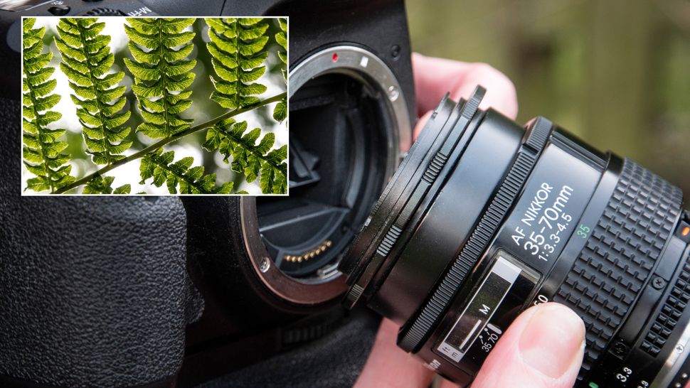 Home photography ideas: Shoot macro with no macro lens, using a ...