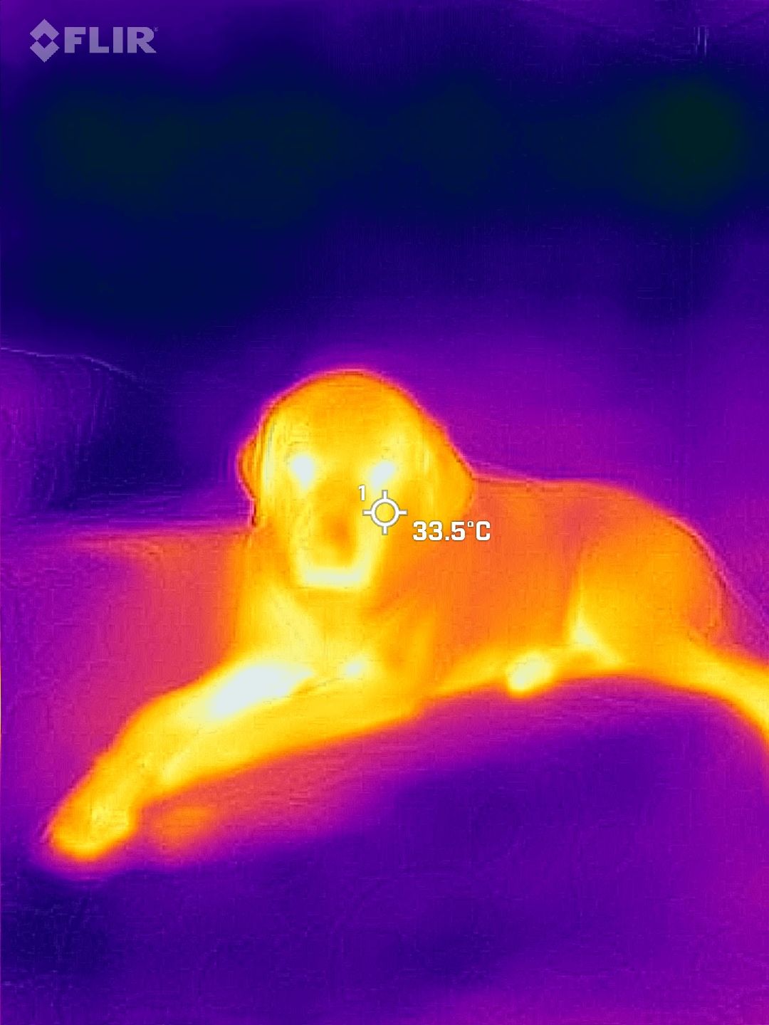 I used this thermal camera to see if it’s too hot for my dog — here’s ...