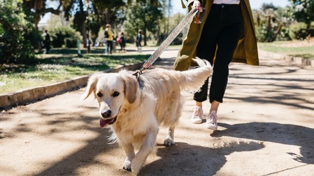 32 common dog behavior problems and solutions | PetsRadar