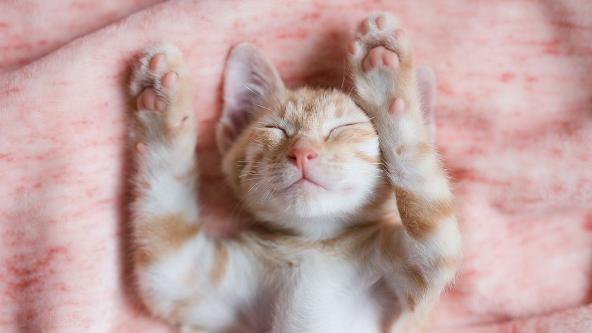 100+ female cat names to help you choose | PetsRadar