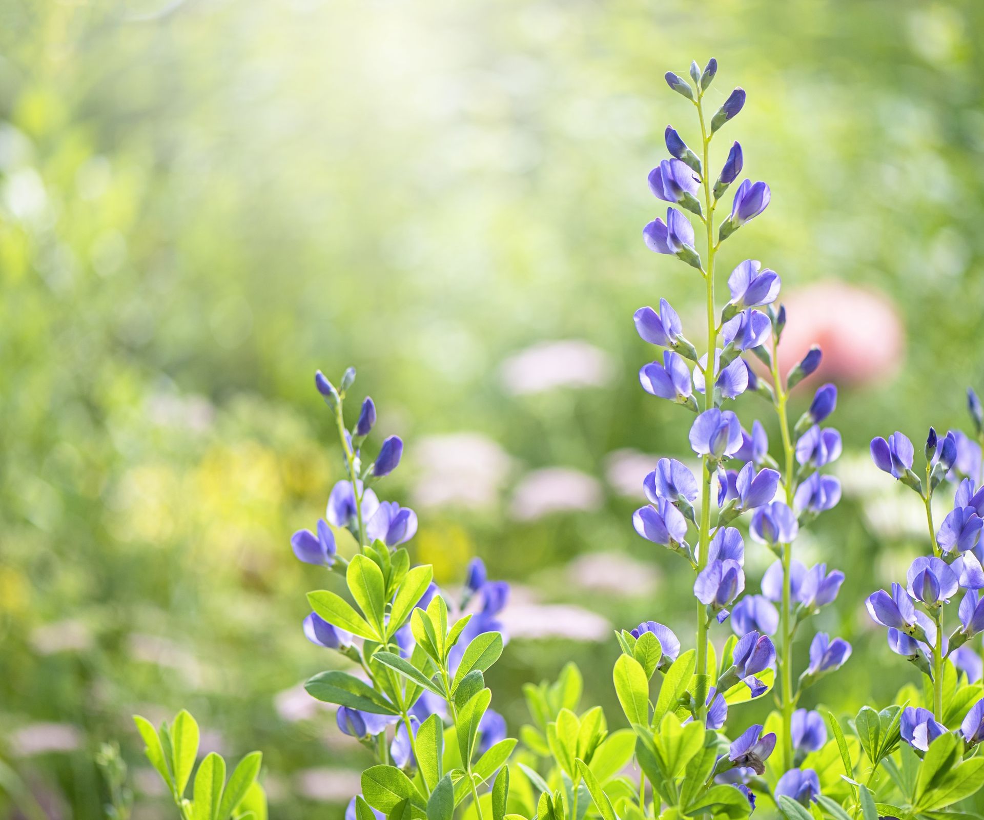 Underrated plants: 9 unsung garden stars we all should grow | Homes and ...