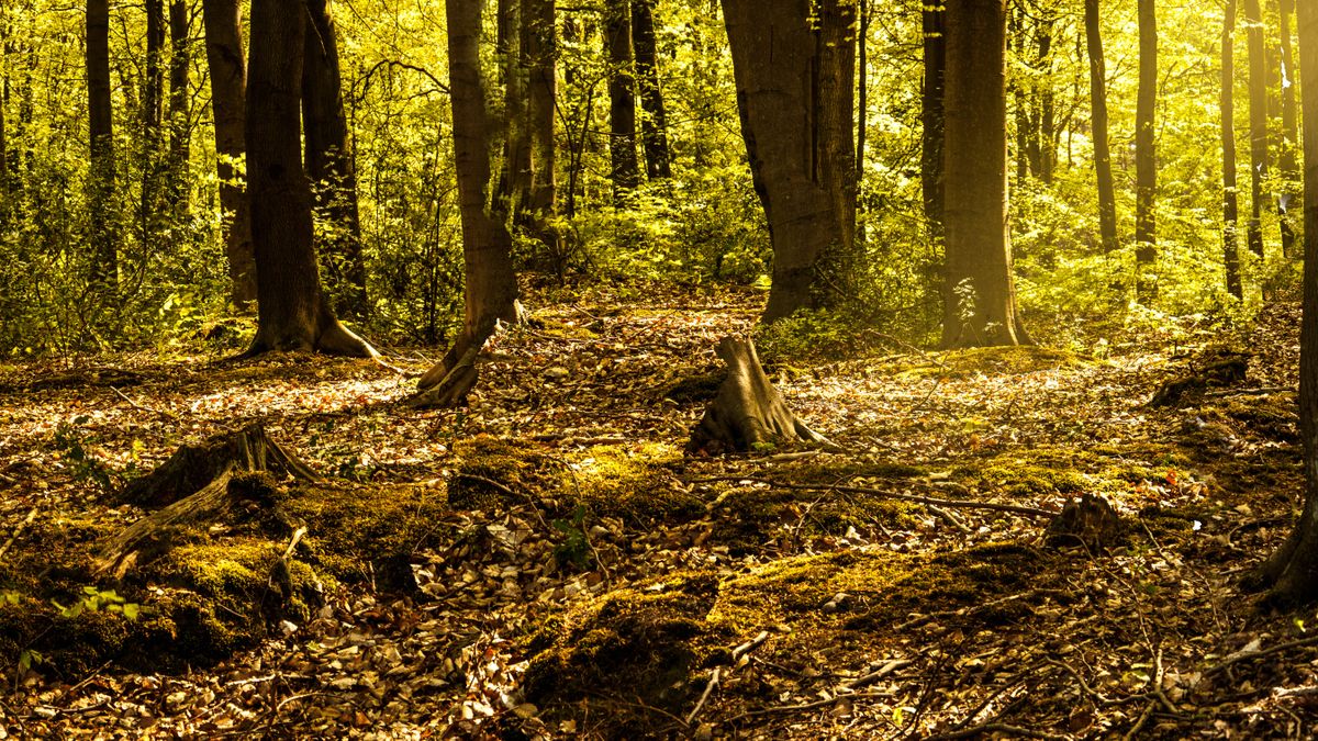 How to create a panoramic photograph with a tilt-shift lens | Digital ...