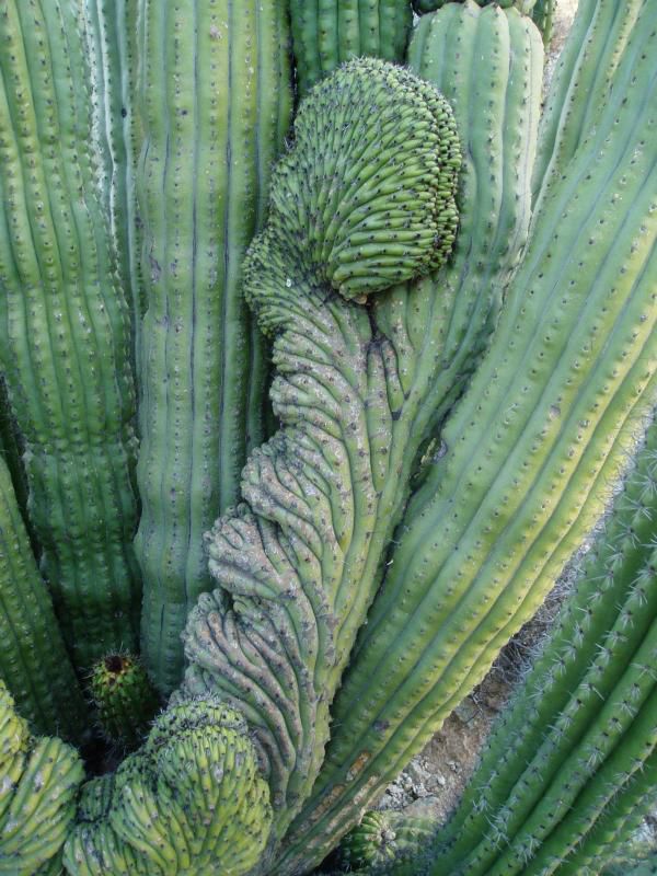 Photos: Inside the Bizarre World of the Crested Saguaro Cactus | Live ...