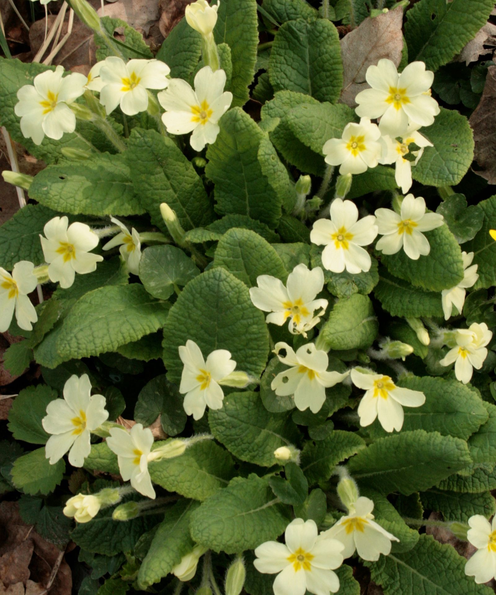How to identify wildflowers – recognise British flora from their petals ...