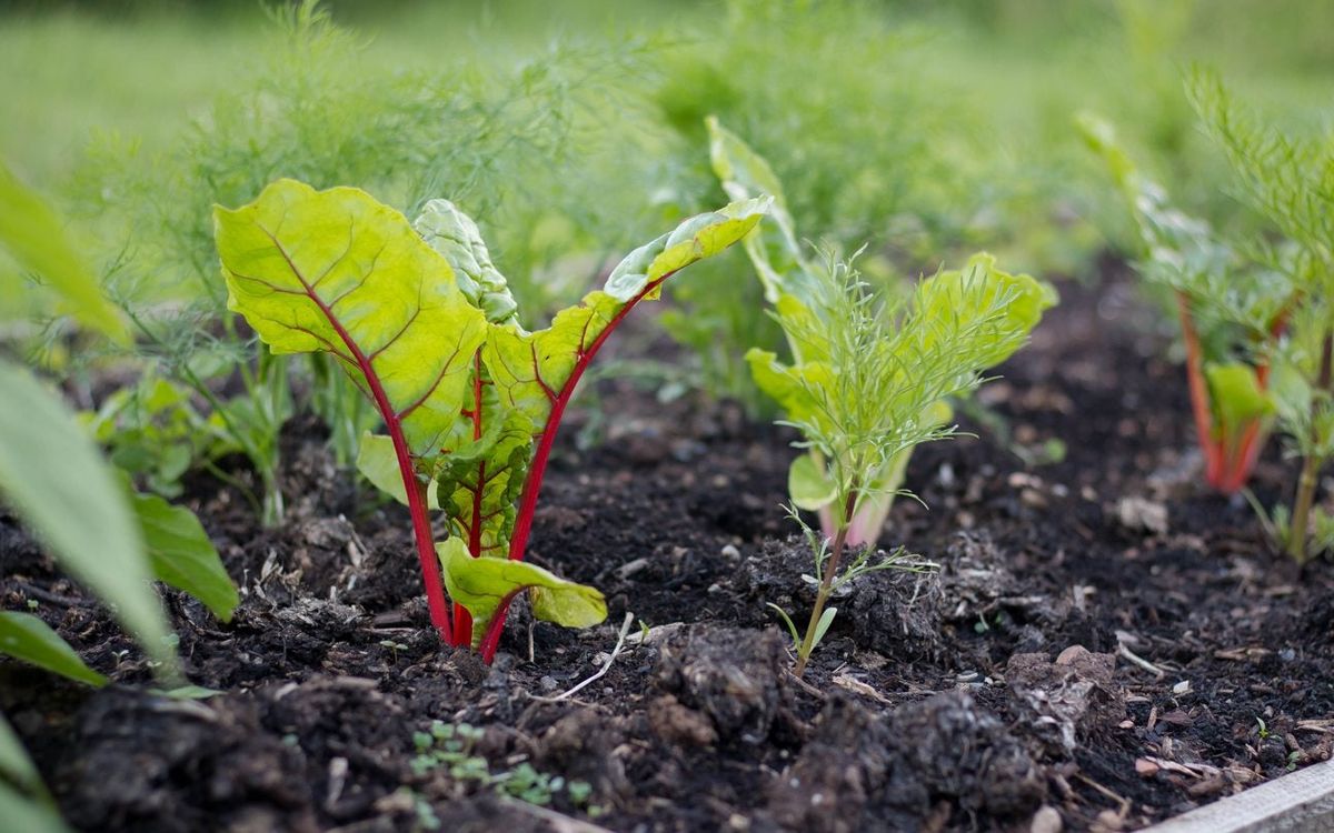 Springtime Chard Growing - How To Plant Swiss Chard In The Spring ...