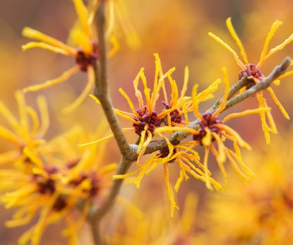 Best witch hazel varieties: unusual shrub recommendations | Homes and ...