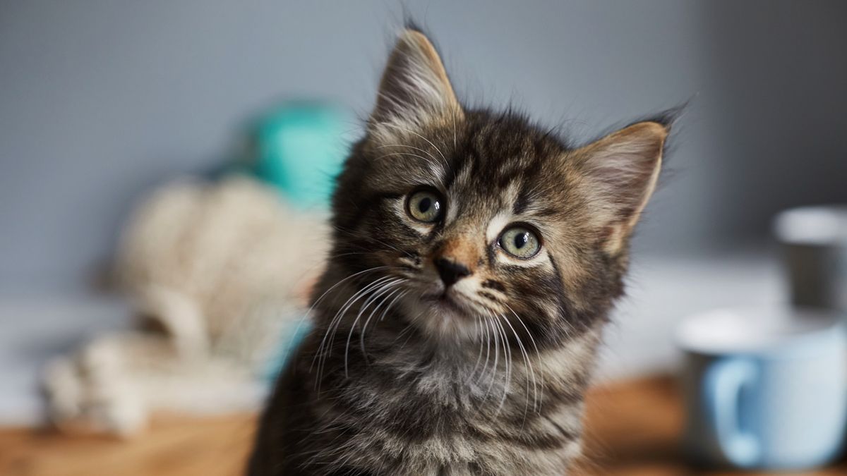 32 facts about kittens | PetsRadar