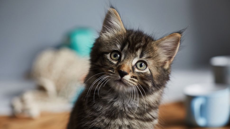 32 facts about kittens | PetsRadar
