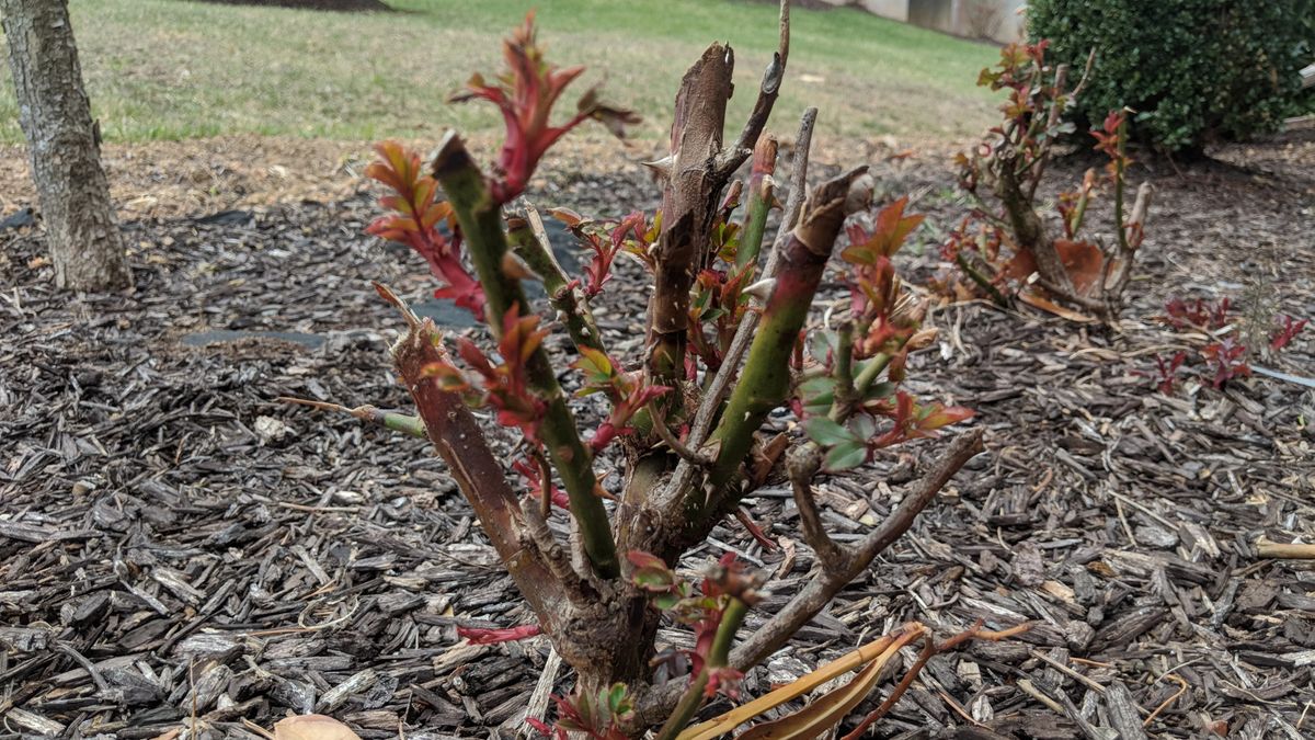 7 pruning mistakes to avoid | Top Ten Reviews