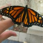 Controlling Blackberry Orange Rust - How To Treat Orange Rust Of ...