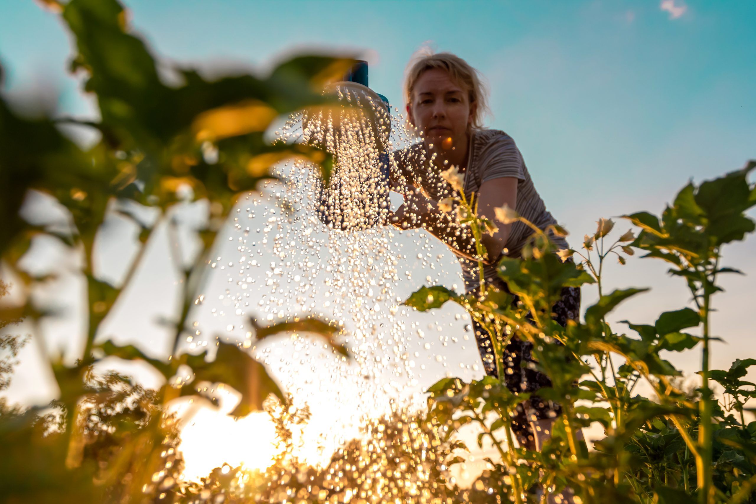 Curious Questions: Who invented the watering can? | Country Life