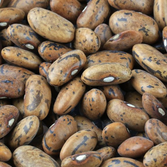 Tips & Information about Beans - Page 2 | Gardening Know How
