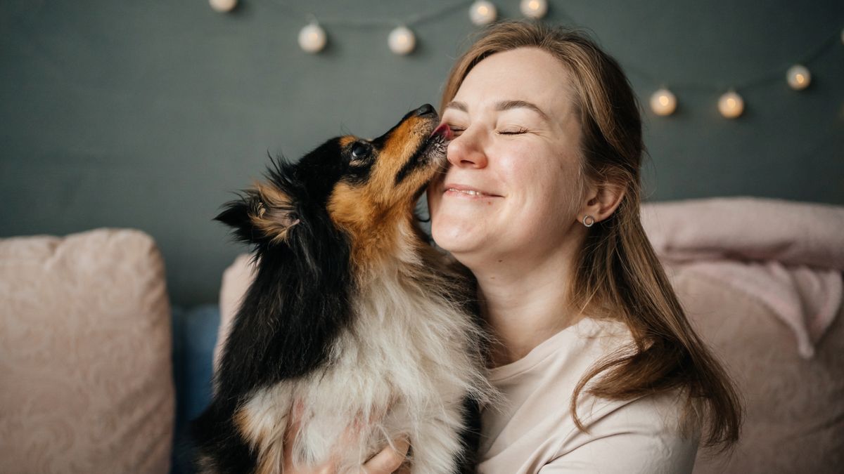 32 things to love about the Shetland Sheepdog | PetsRadar