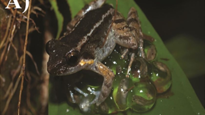 Frogs - News and Scientific Articles on Live Science | Live Science