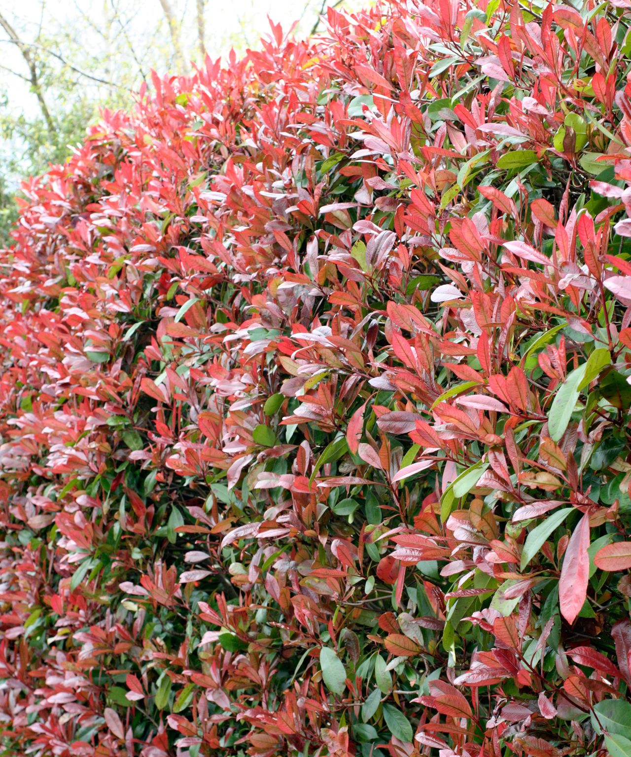 Best shrubs for shade: 13 inspiring options to suit any yard | Homes ...