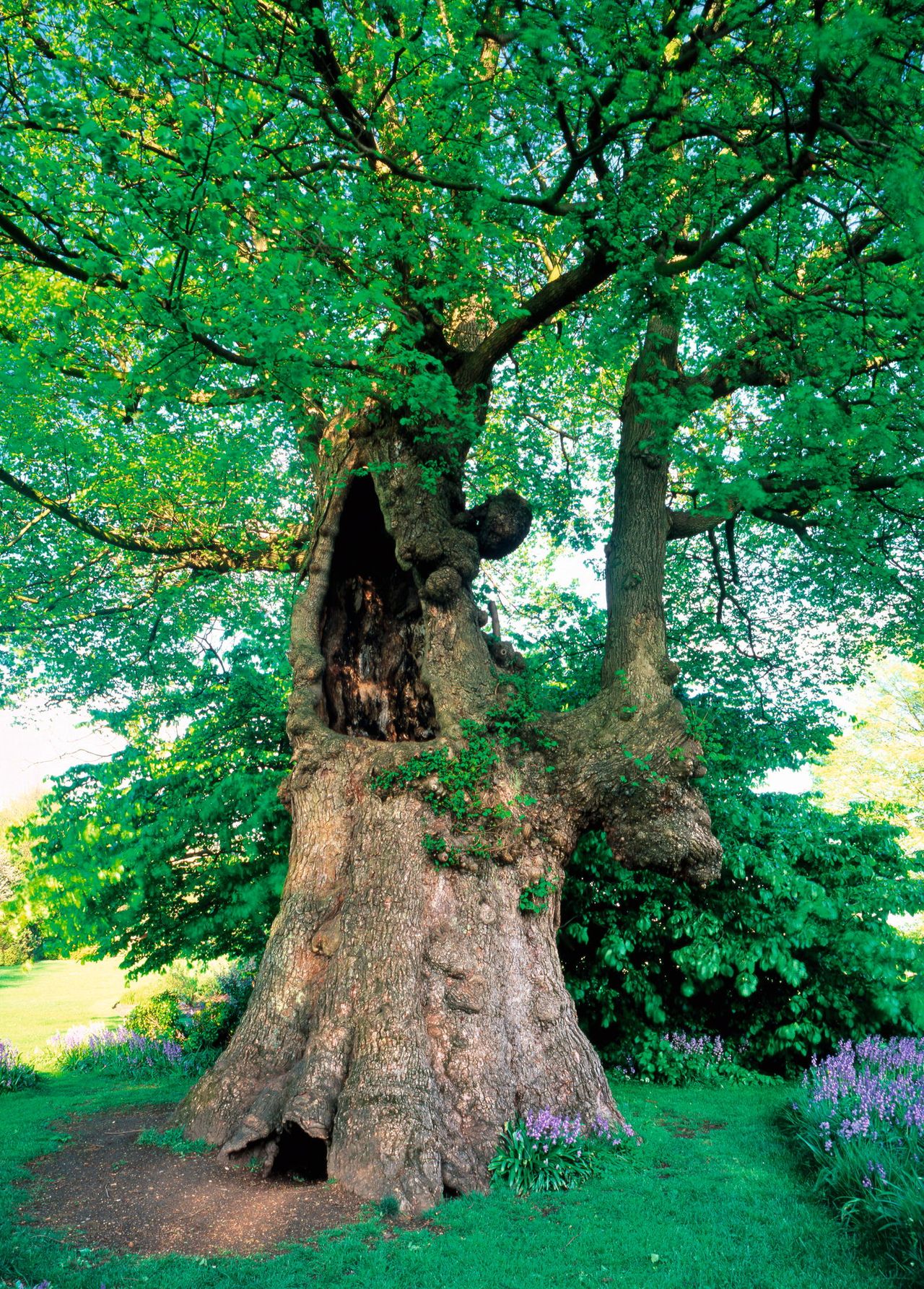 Britain lost 25 million of its 'graceful giants', the elm tree — but ...