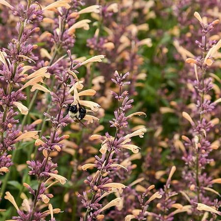 How to grow hummingbird mint: a native plant for pollinators | Homes ...