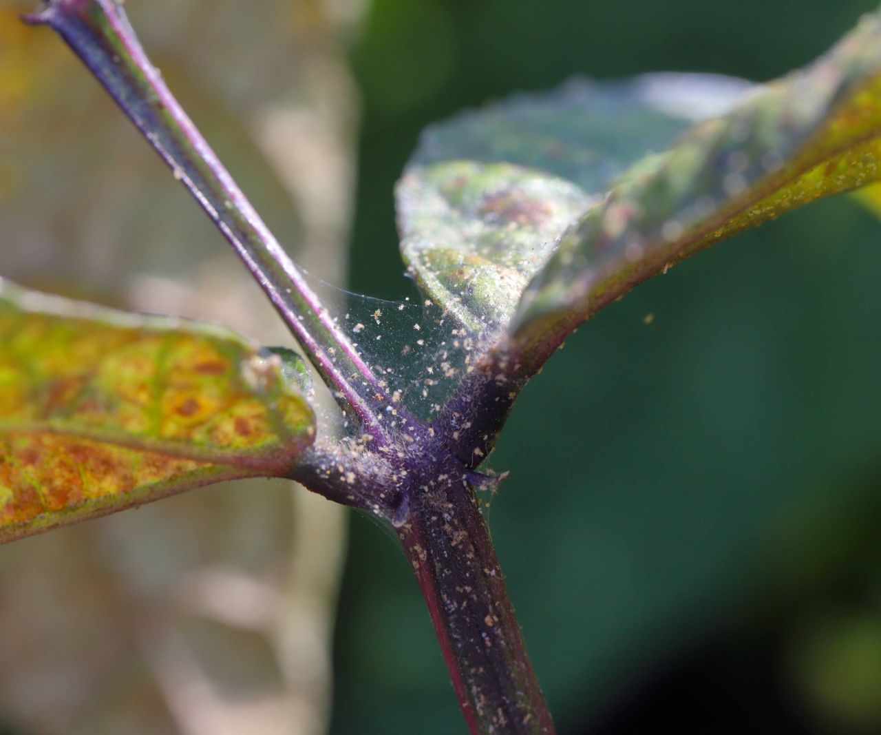 How To Identify And Get Rid Of Spider Mites On Plants | Gardening Know How