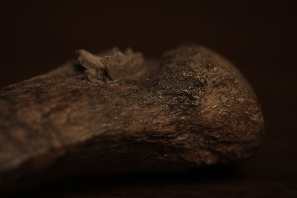 Mastodon Bones: Images of an Early Hunt | Live Science