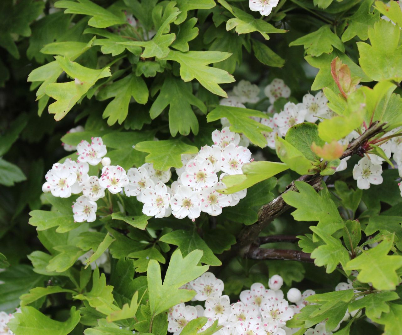 Best flowering hedges: 12 plants for beautiful boundaries | Homes and ...