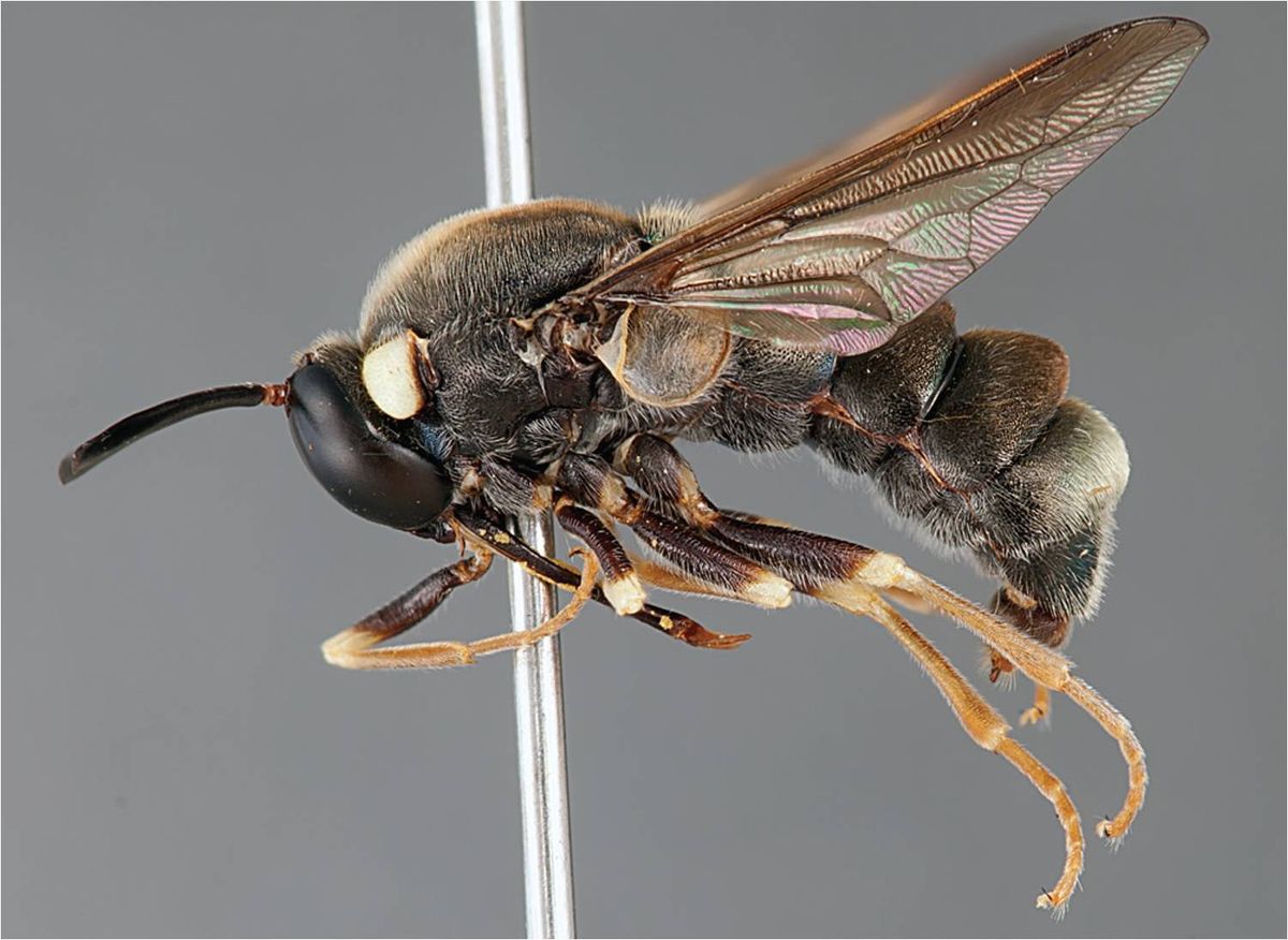 Images of Spider Flies | Parasitic Insects | Spider Parasites | Live ...