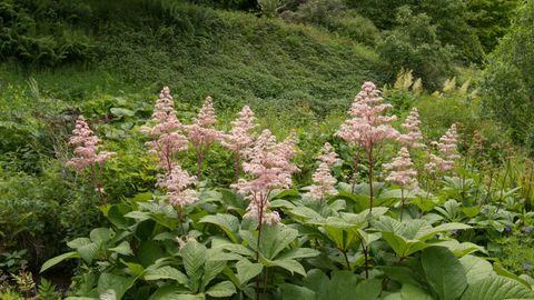 7 flood-tolerant plants to protect your yard from heavy rain | Tom's Guide