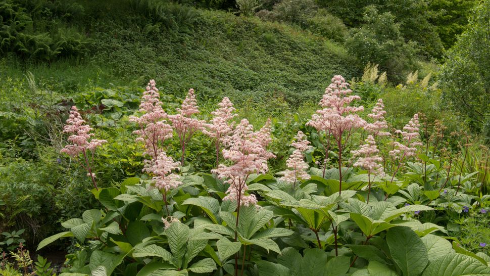 7 flood-tolerant plants to protect your yard from heavy rain | Tom's Guide