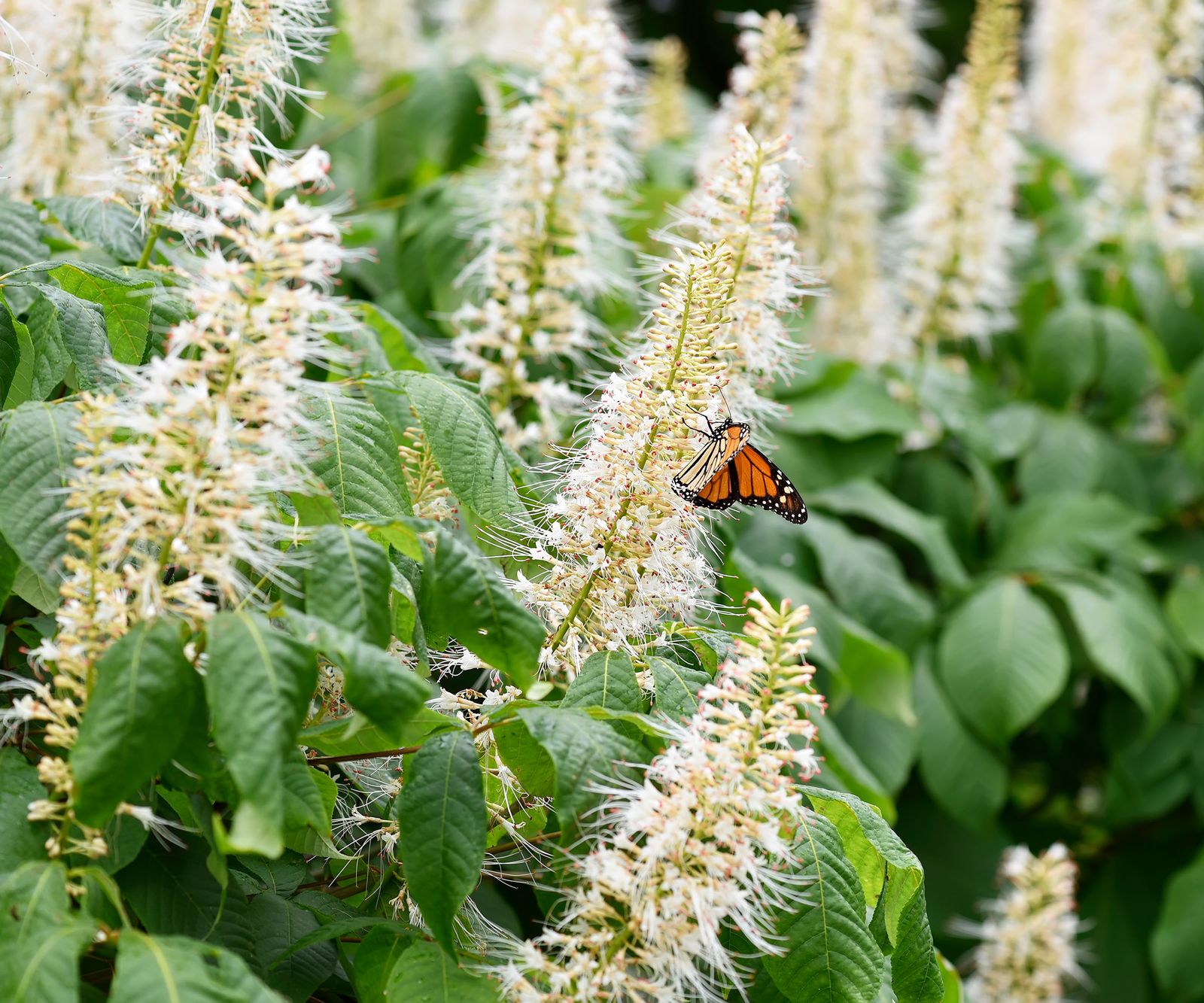 8 Flowering Shrubs You Must Prune Before Winter Ends | Gardening Know How
