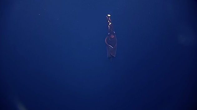 Underwater photos: Elusive octopus squid 'smiles' for the camera | Live ...